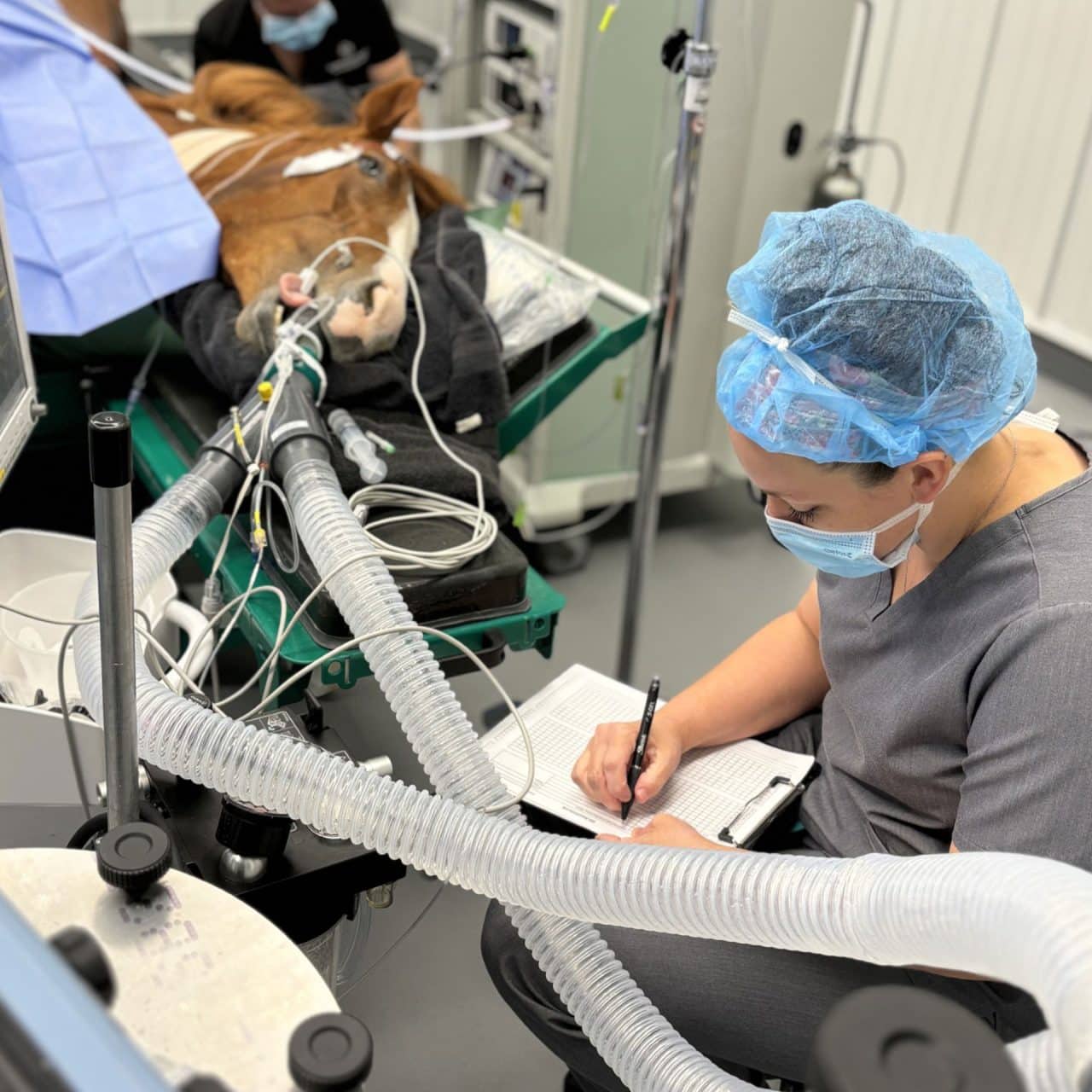 Equine Surgical Center at ThorSport Farm - Murfreesboro, TN