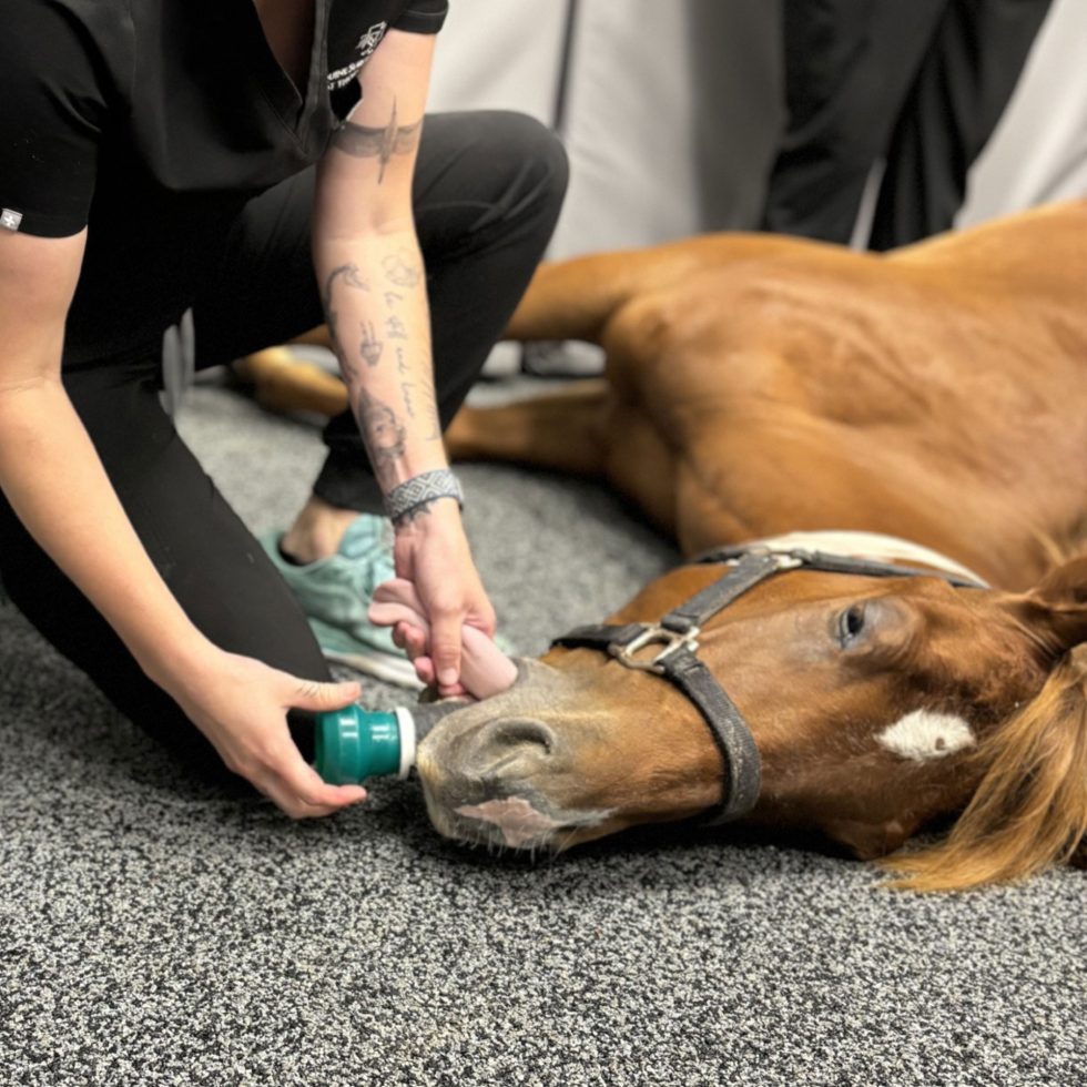 Equine Surgical Center at ThorSport Farm - Murfreesboro, TN