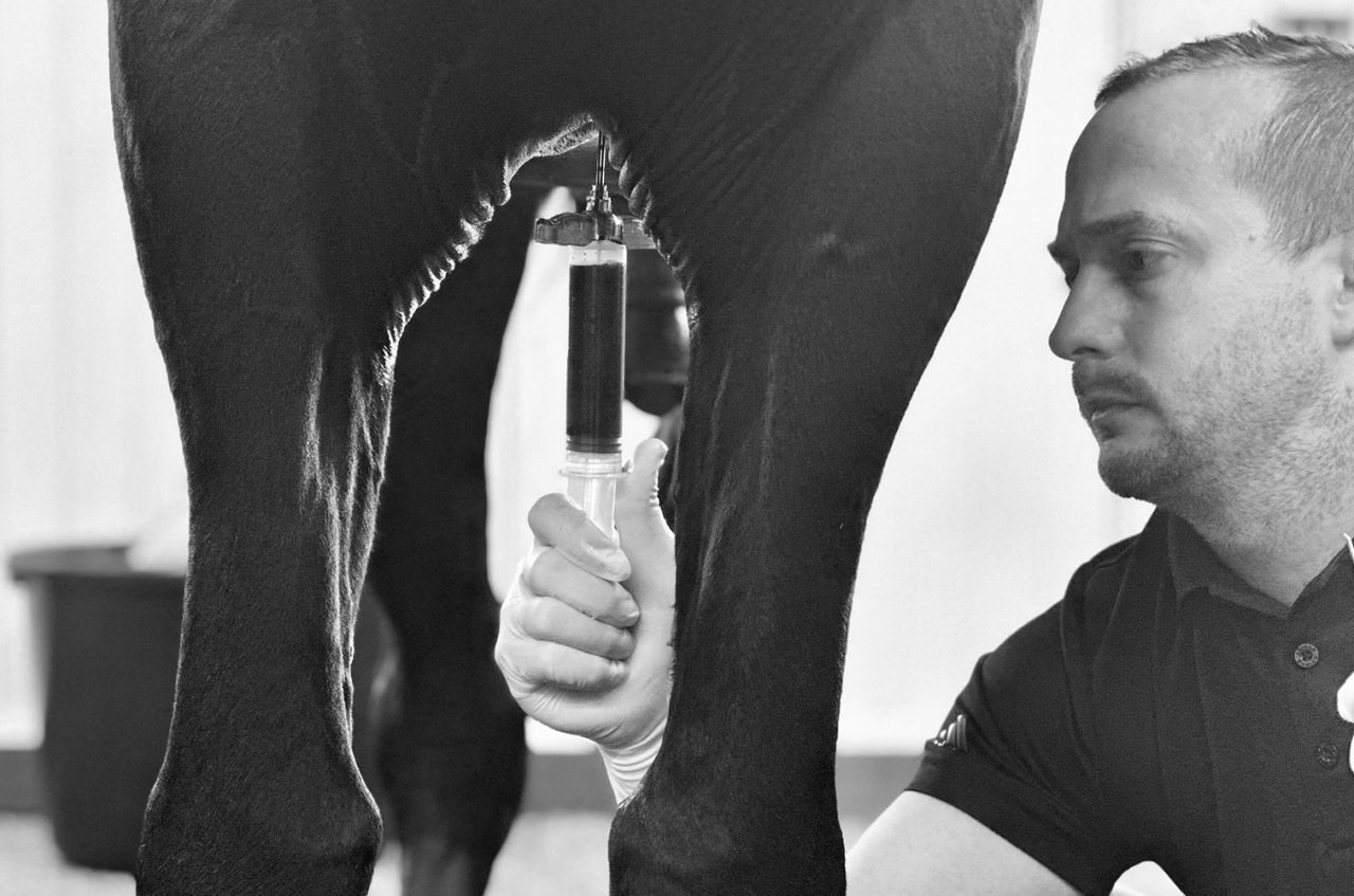 Team - Equine Surgical Center