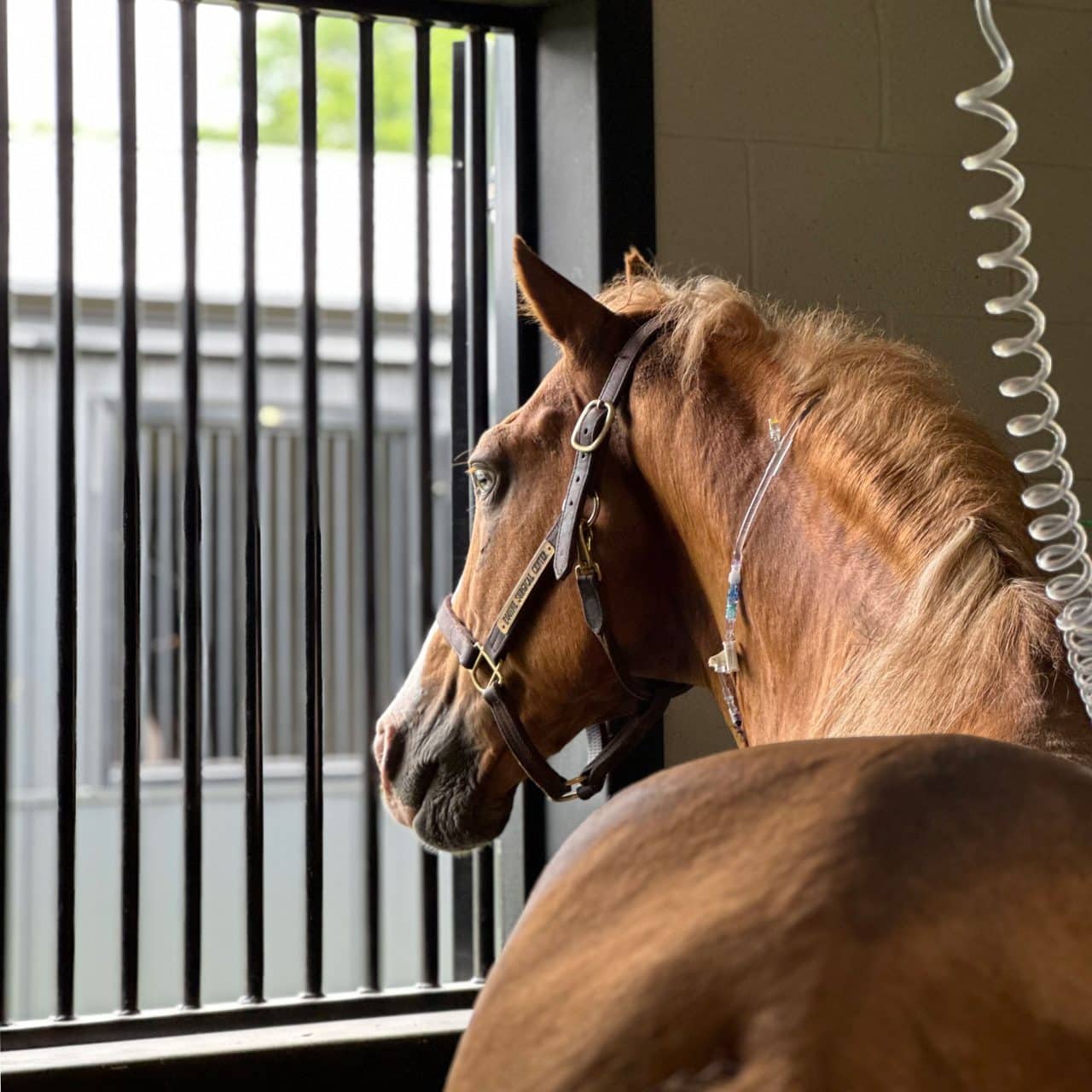 Equine Surgical Center at ThorSport Farm - Murfreesboro, TN