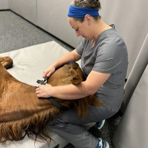 Equine Surgical Center at ThorSport Farm - Murfreesboro, TN